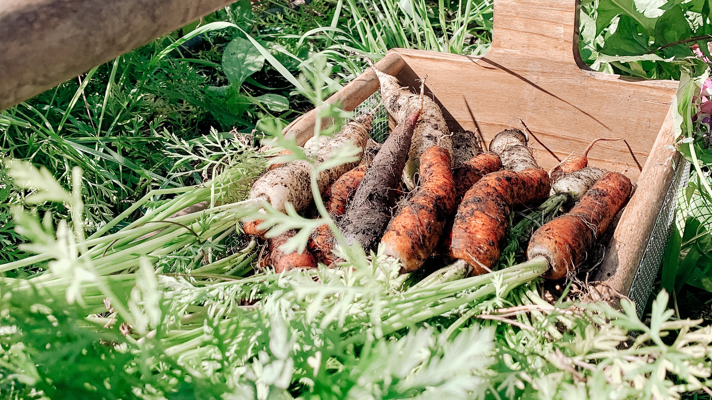 Food Storage | Rustic Roots
